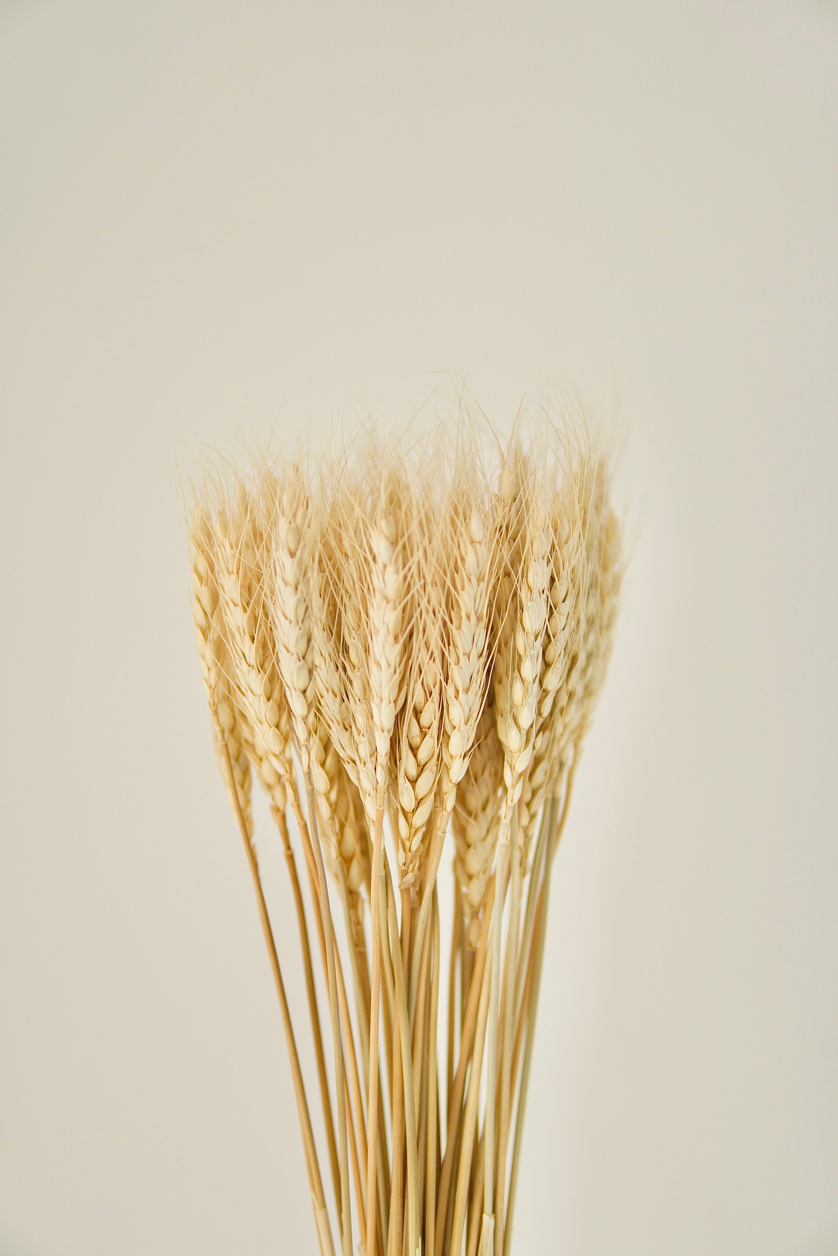 Wheat Bundle
